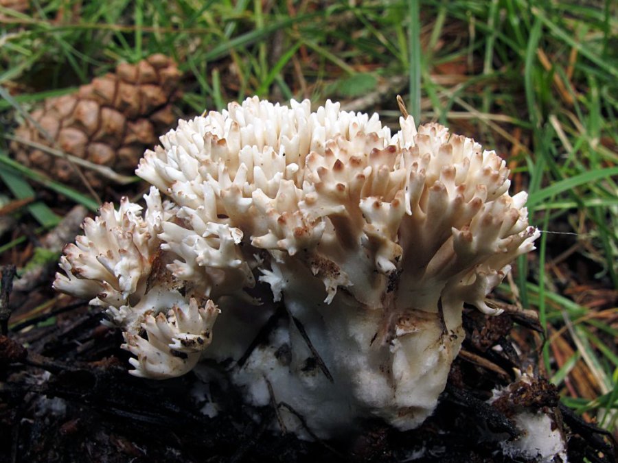 Ramaria botrytis: identificacion, habitat, temporada y comestibilidad