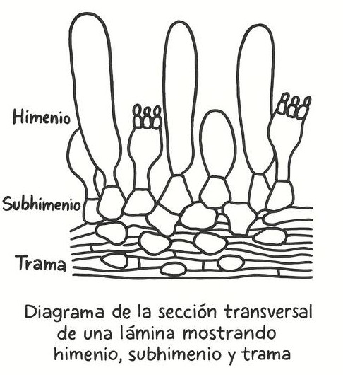 Análisis de Láminas (Lamelas) en Setas | Guía Técnica de Micología